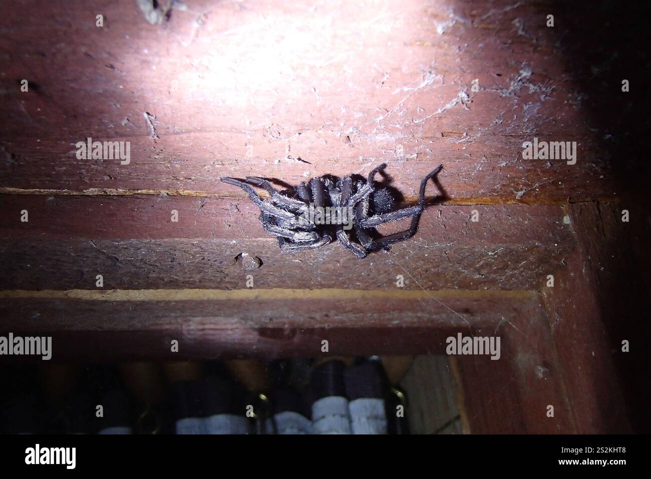Brown Trapdoor Spiders (Arbanitis Stock Photo - Alamy