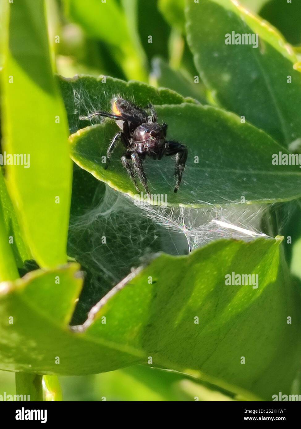 Golden Jumping Spider (Paraphidippus aurantius Stock Photo - Alamy
