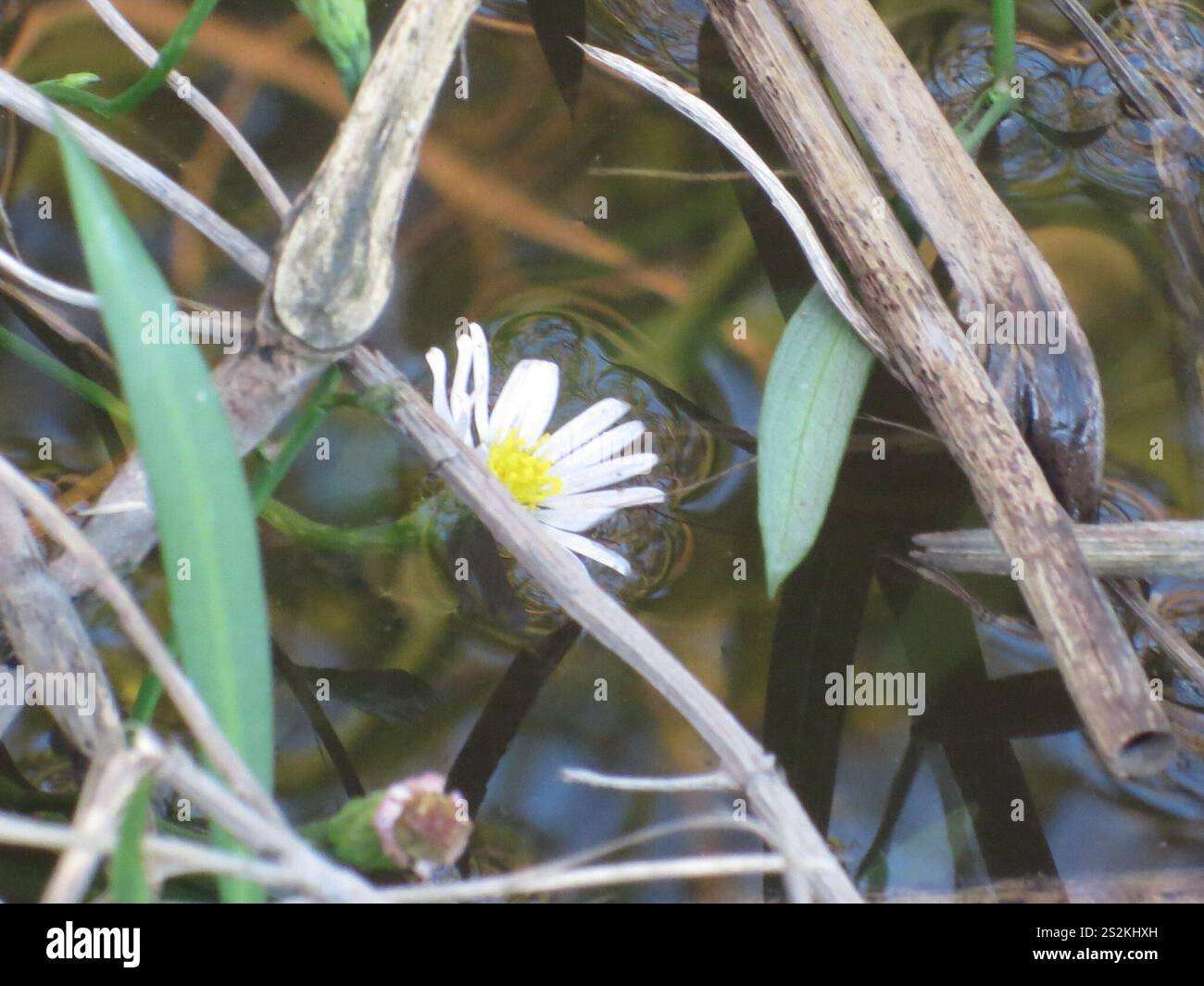 Perennial Saltmarsh Aster (Symphyotrichum tenuifolium Stock Photo - Alamy