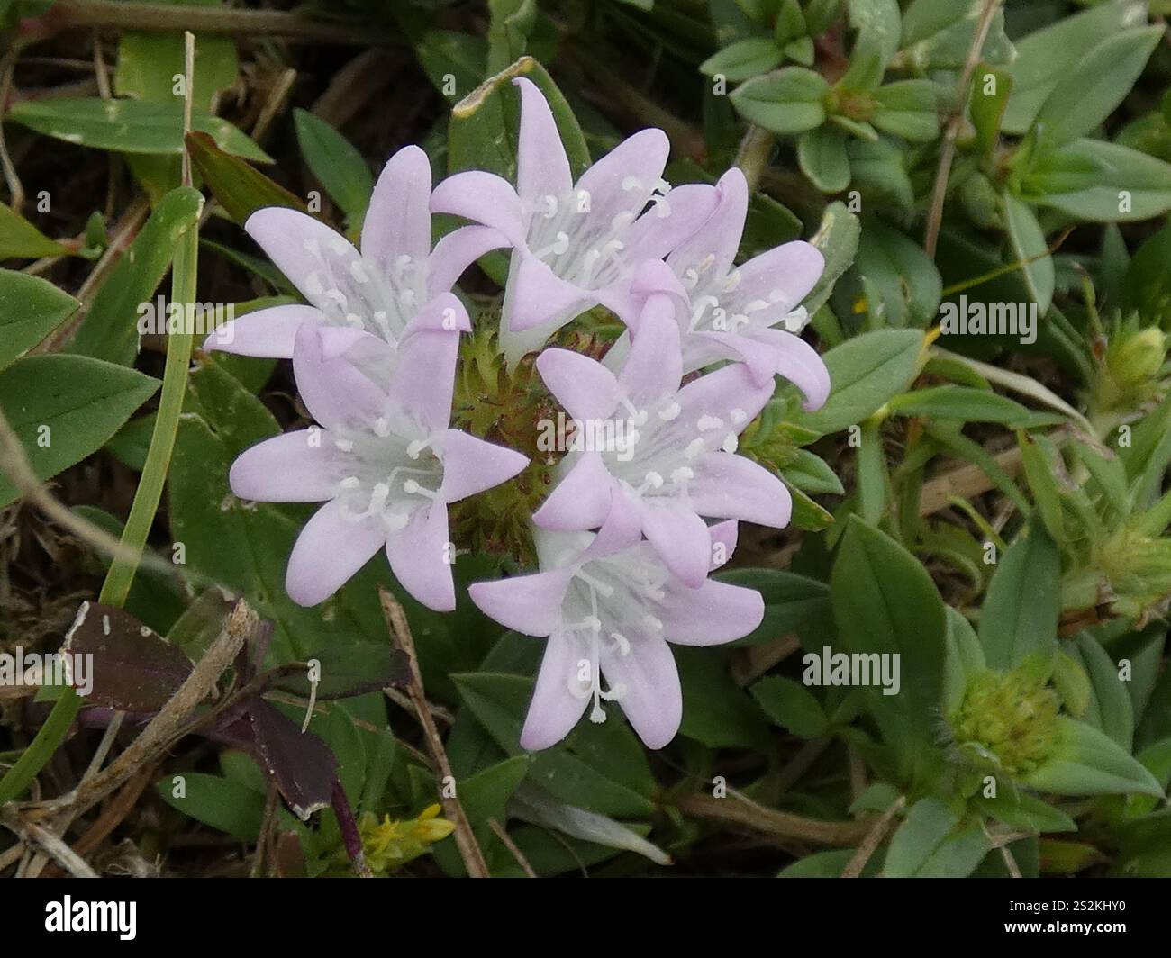 largeflower Mexican clover (Richardia grandiflora Stock Photo - Alamy
