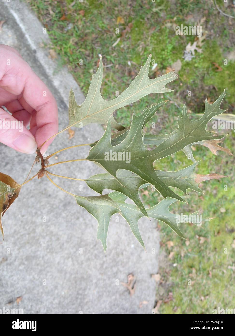 southern red oak (Quercus falcata Stock Photo - Alamy