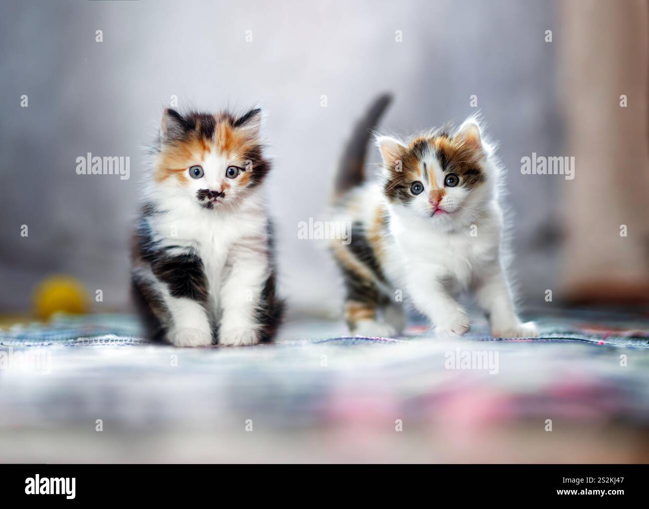 two little fluffy kittens sitting on the floor and looking attentively ...
