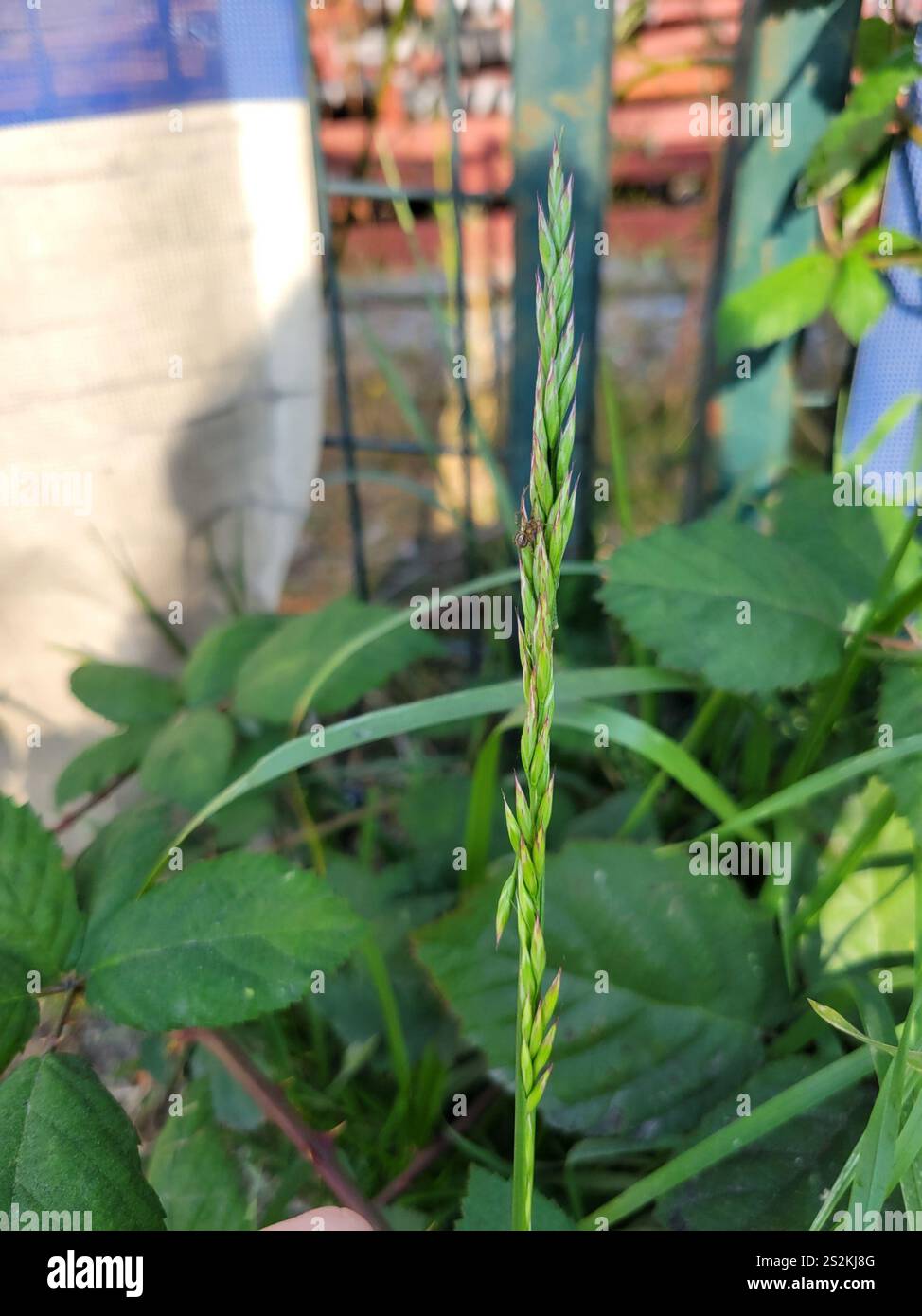 tall fescue (Lolium arundinaceum Stock Photo - Alamy