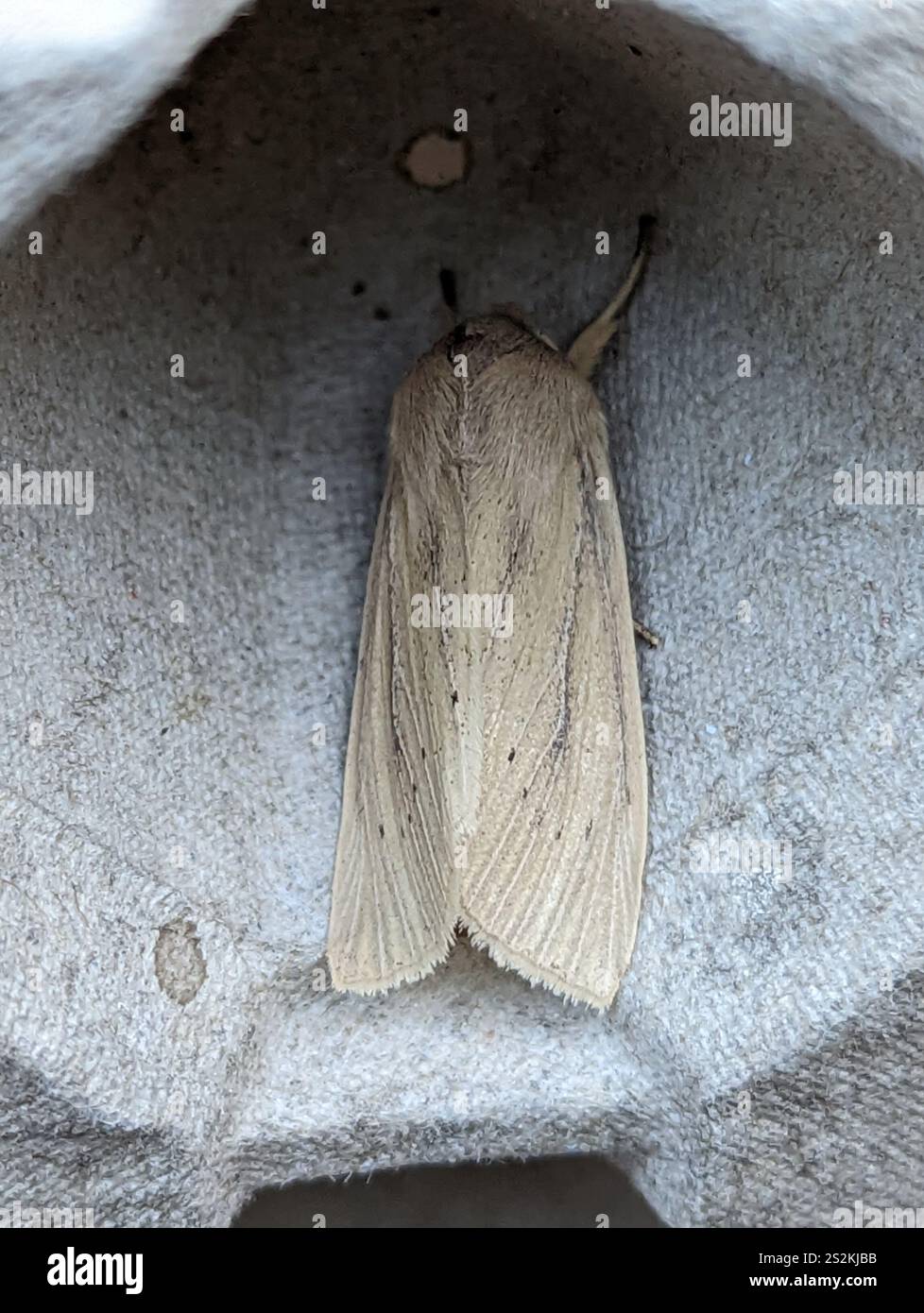 Large Wainscot Moth (Rhizedra lutosa Stock Photo - Alamy