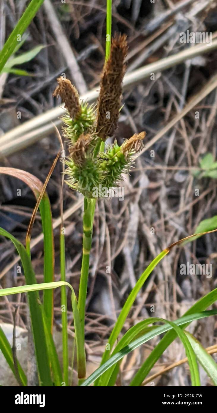 Oahu Sedge (Carex wahuensis Stock Photo - Alamy