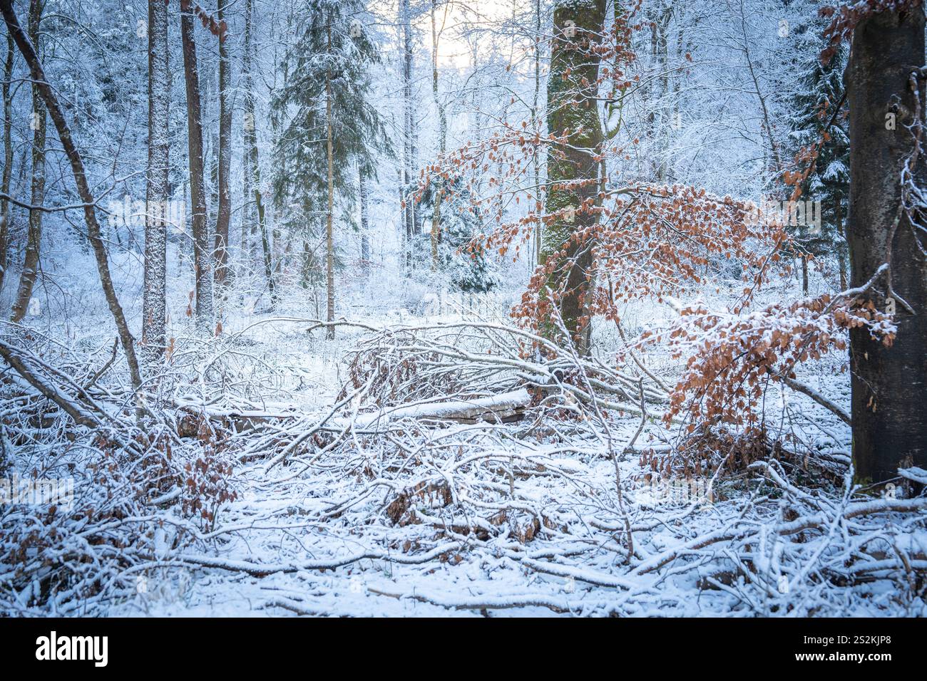 Snow-Covered Forest In Bavaria, Germany: A Serene Winter Scene With ...