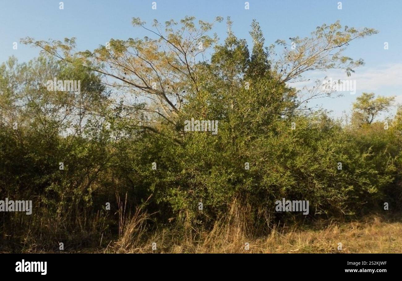 Pacara Earpod Tree (Enterolobium contortisiliquum Stock Photo - Alamy