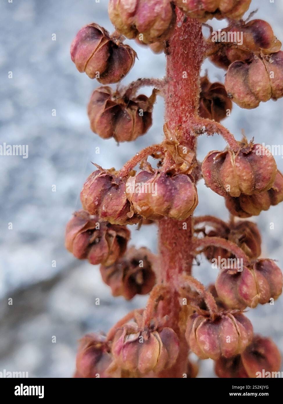 woodland pinedrops (Pterospora andromedea Stock Photo - Alamy