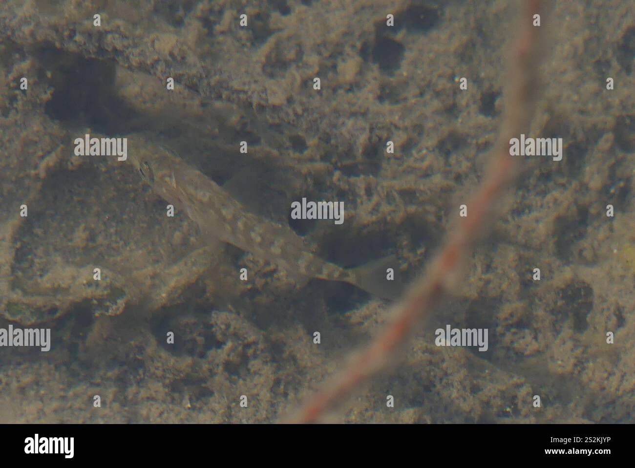Threespine Stickleback (Gasterosteus aculeatus Stock Photo - Alamy