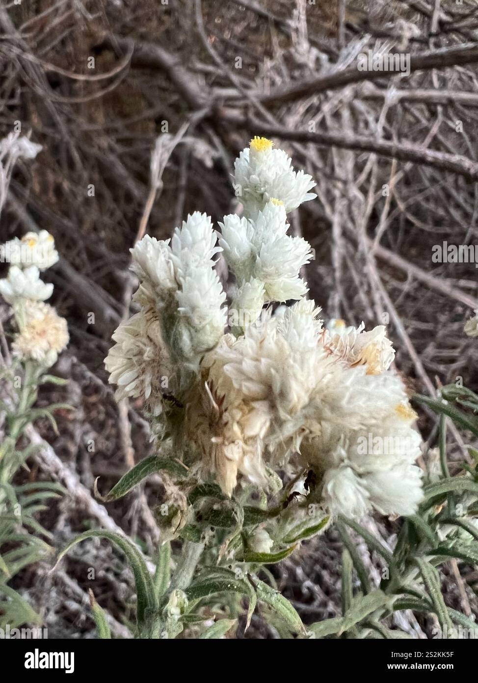 white rabbit-tobacco (Pseudognaphalium leucocephalum Stock Photo - Alamy