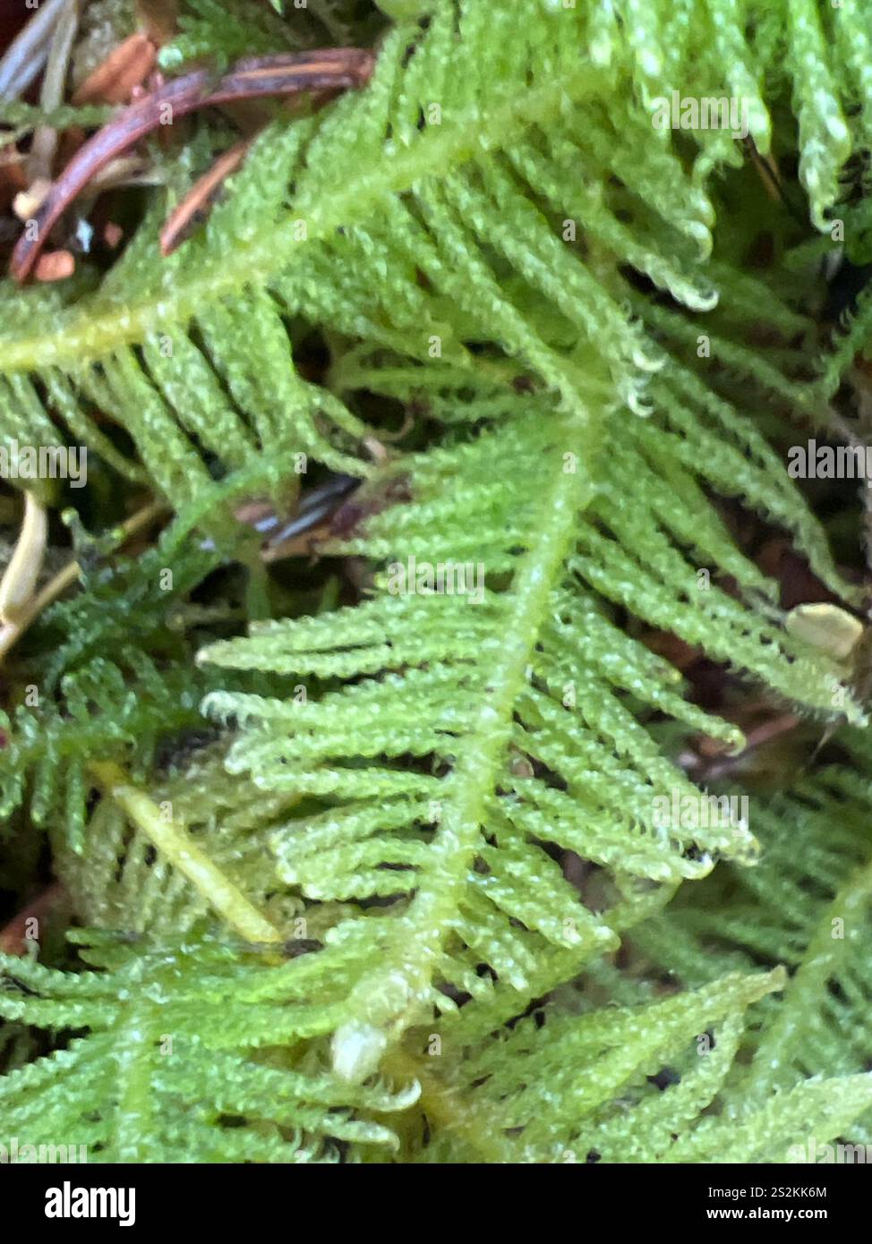 Ostrich-plume Moss (Ptilium crista-castrensis Stock Photo - Alamy