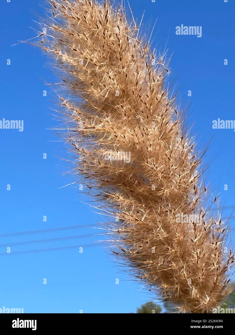 sugarcane plumegrass (Erianthus giganteus Stock Photo - Alamy