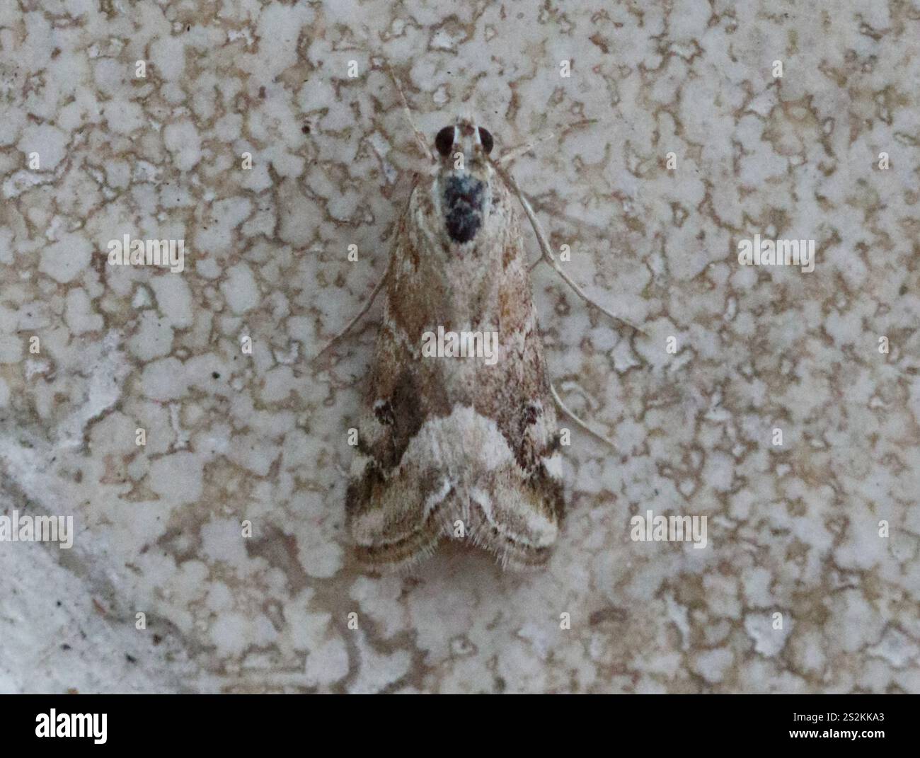 cabbage centre grub (Hellula hydralis Stock Photo - Alamy