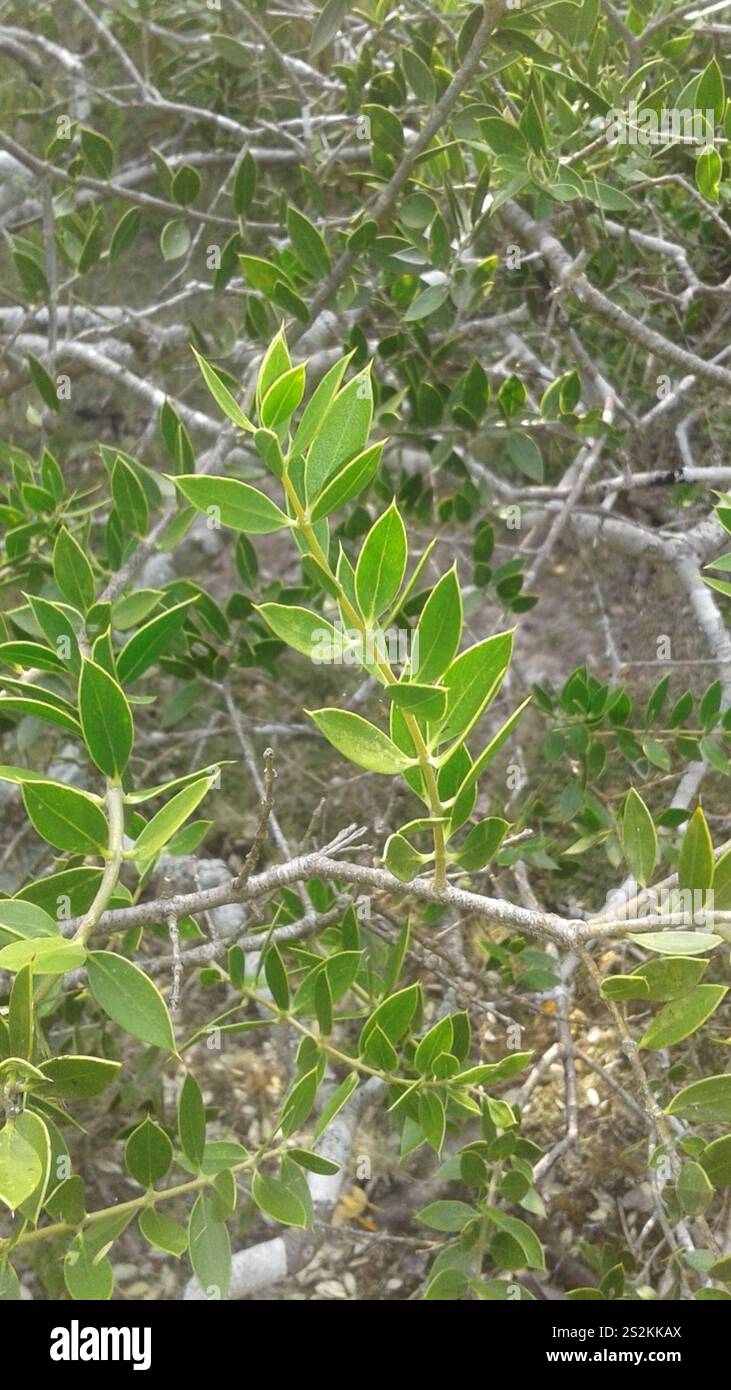 Common White Quebracho (Aspidosperma quebracho-blanco Stock Photo - Alamy