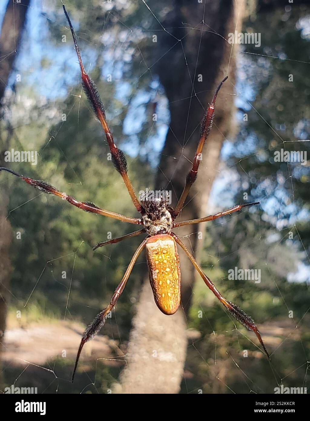 Golden Silk Spider (Trichonephila clavipes Stock Photo - Alamy