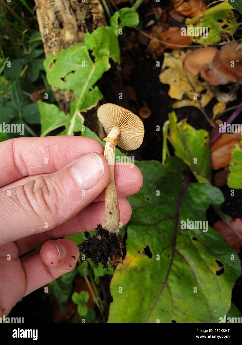 Common Conecap (Pholiotina rugosa Stock Photo - Alamy