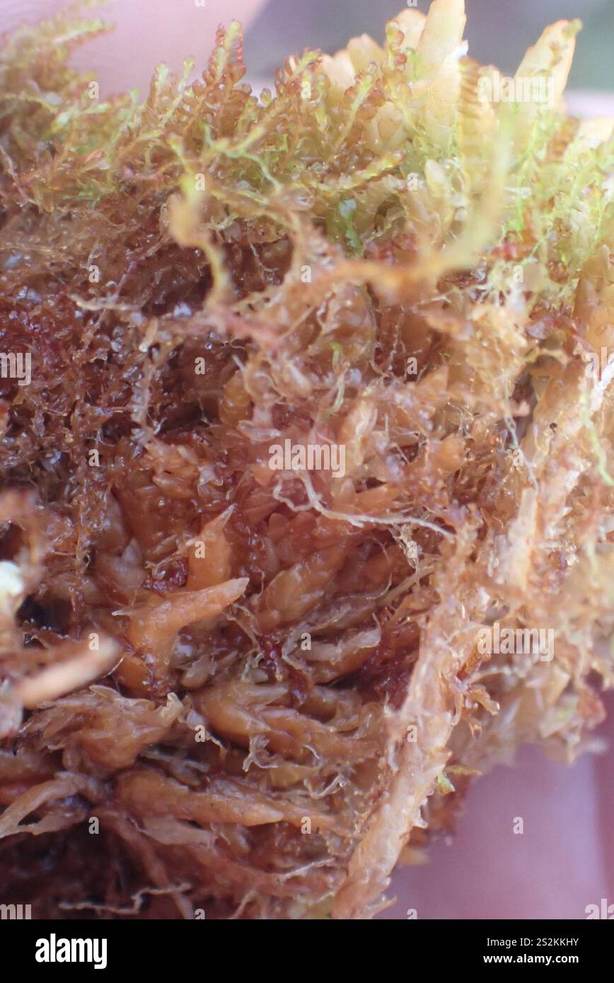 Papillose Peatmoss (Sphagnum papillosum Stock Photo - Alamy