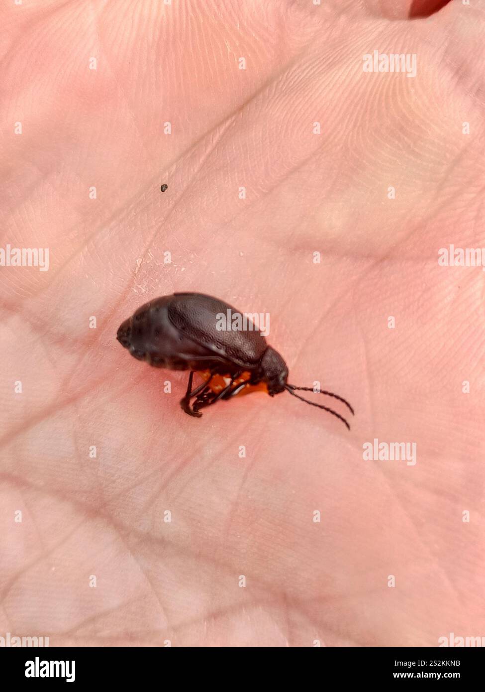 black-punctured leaf beetle (Galeruca tanaceti Stock Photo - Alamy