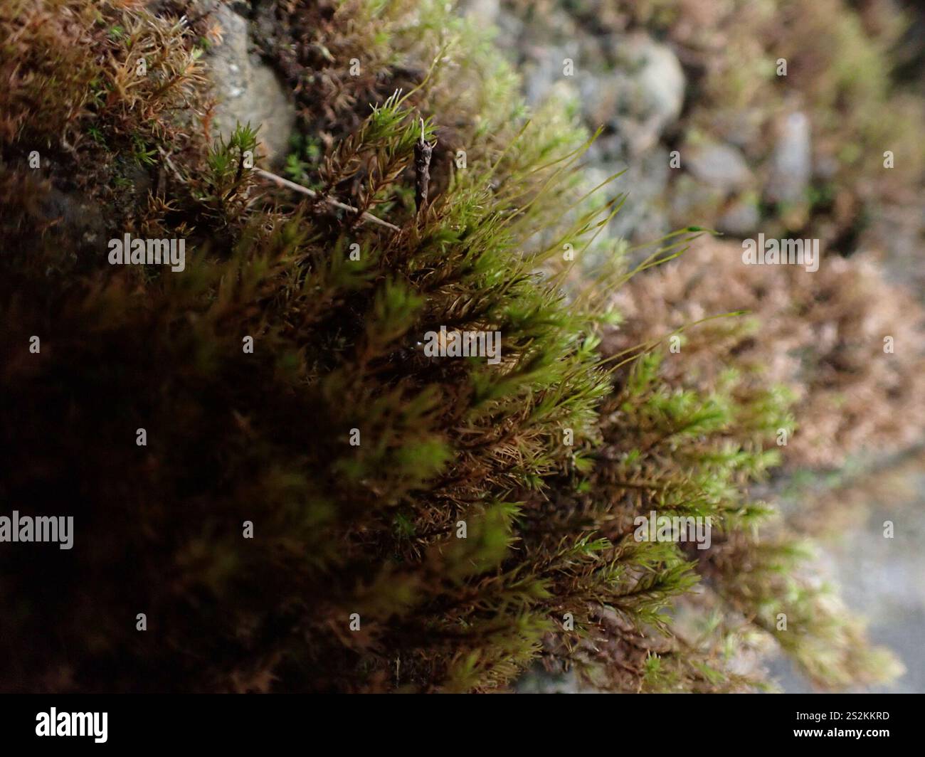 transparent fork-moss (Dichodontium pellucidum Stock Photo - Alamy