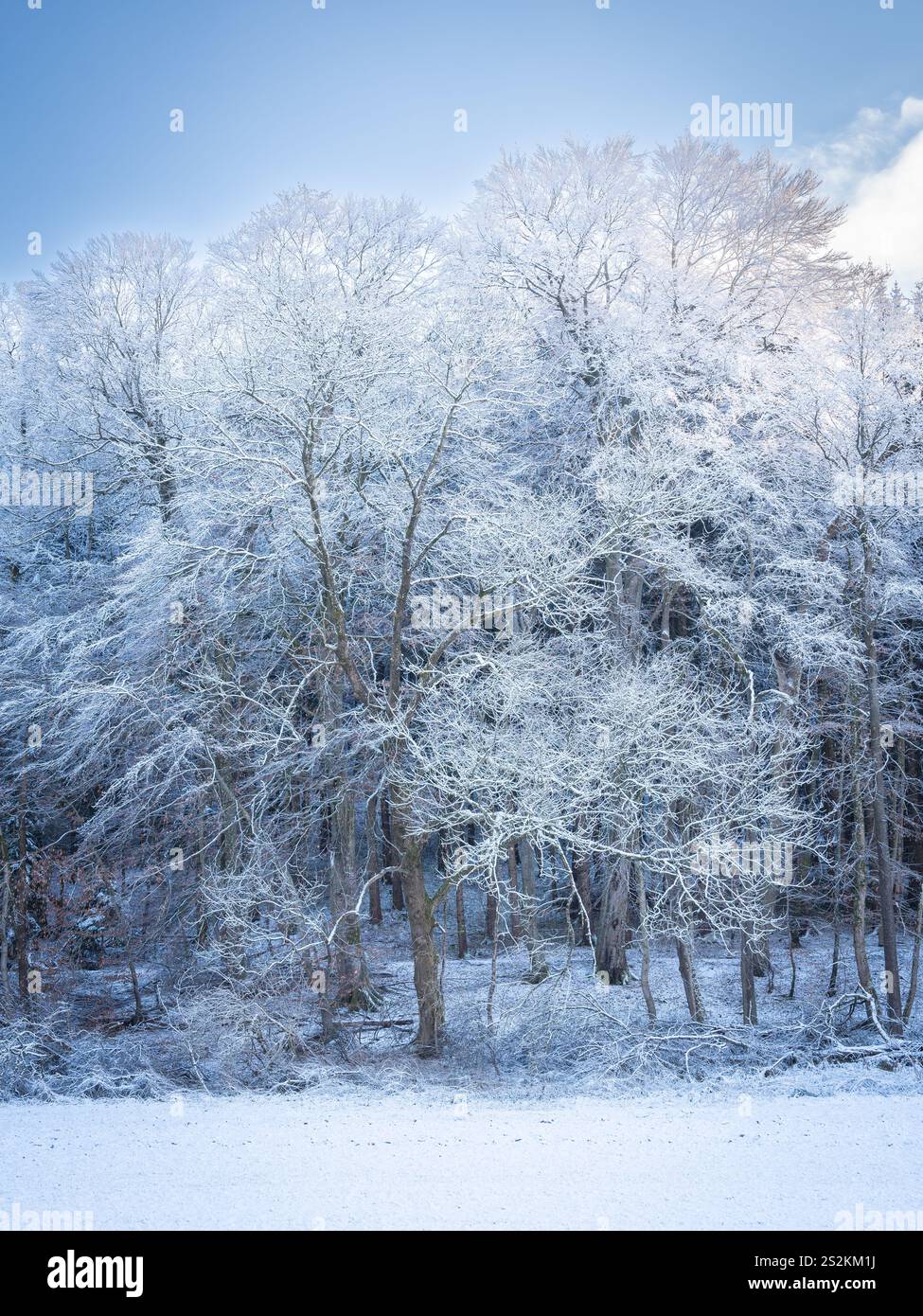 Snow-Covered Forest In Bavaria, Germany: A Serene Winter Scene With ...