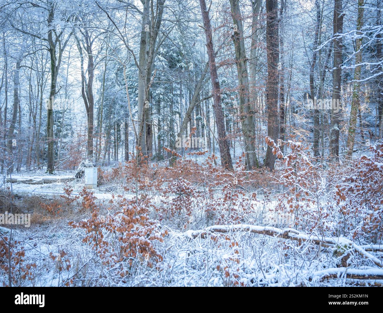 Snow-Covered Forest In Bavaria, Germany: A Serene Winter Scene With ...