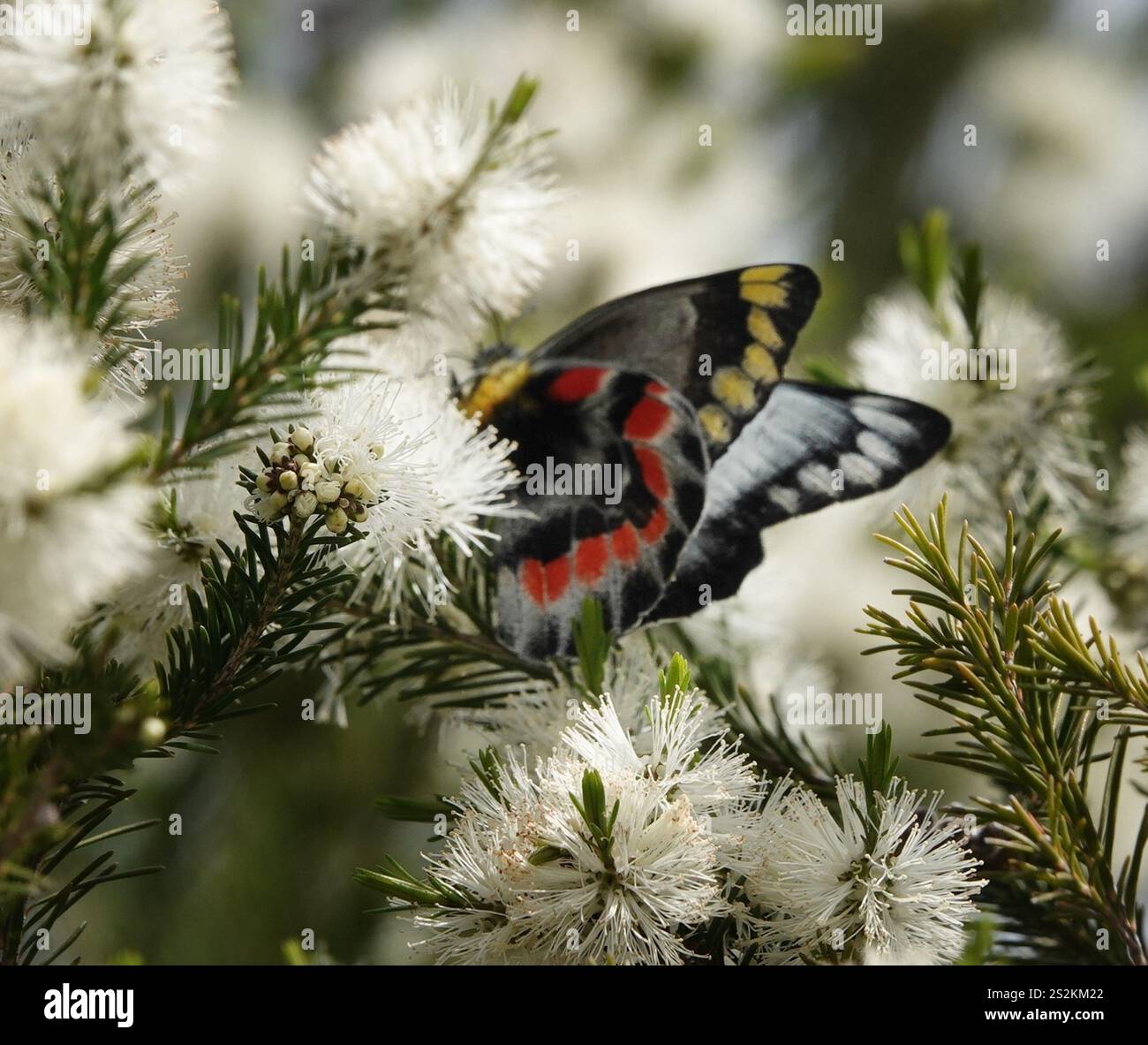 Imperial Jezebel (Delias harpalyce Stock Photo - Alamy