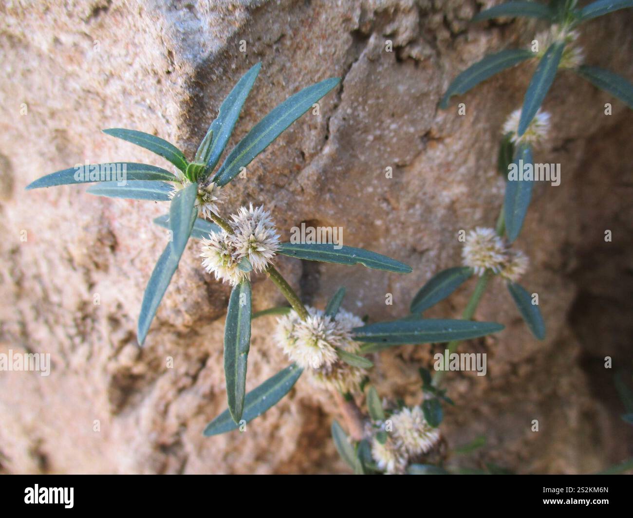 Sessile joyweed hi-res stock photography and images - Alamy