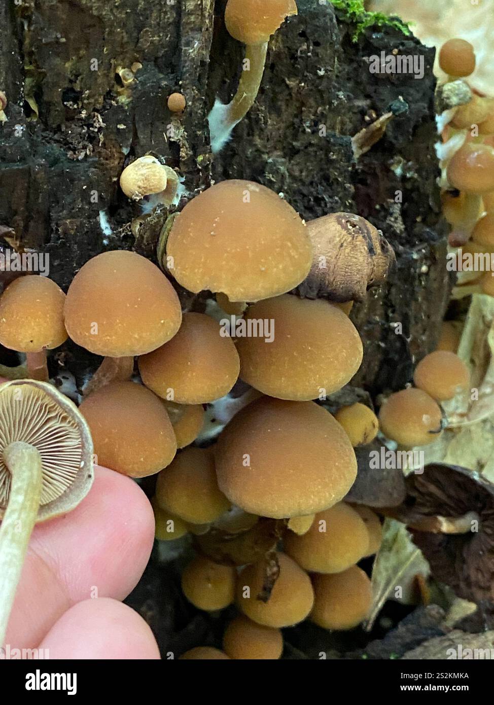 Common Stump Brittlestem (Psathyrella piluliformis Stock Photo - Alamy