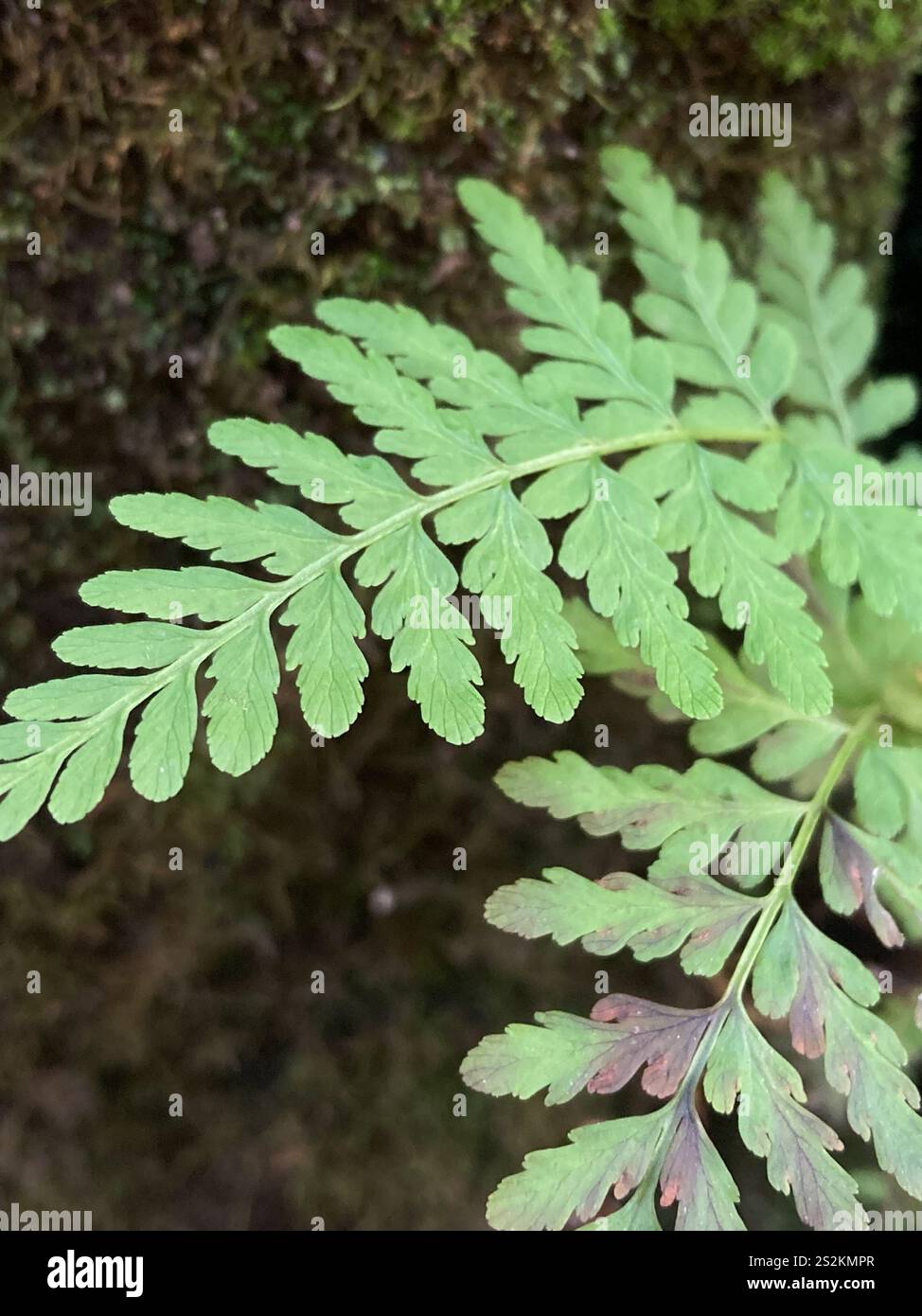 fragile ferns (Cystopteris Stock Photo - Alamy