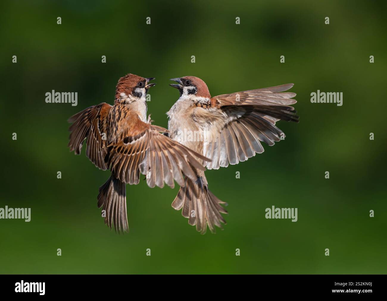 battle of birds sparrows spreading wings in flight in summer garden ...