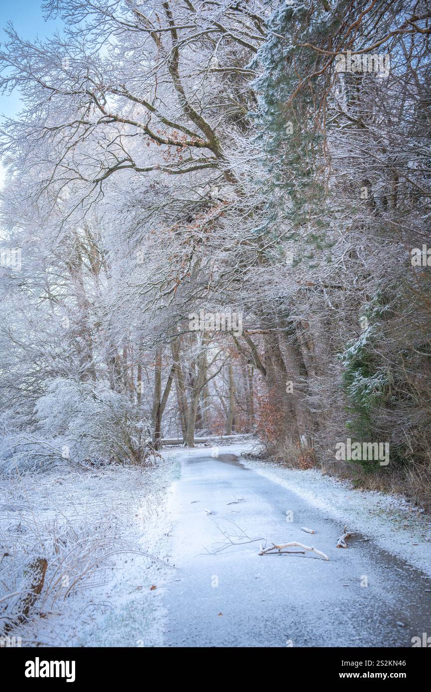 Snow-Covered Forest In Bavaria, Germany: A Serene Winter Scene With ...