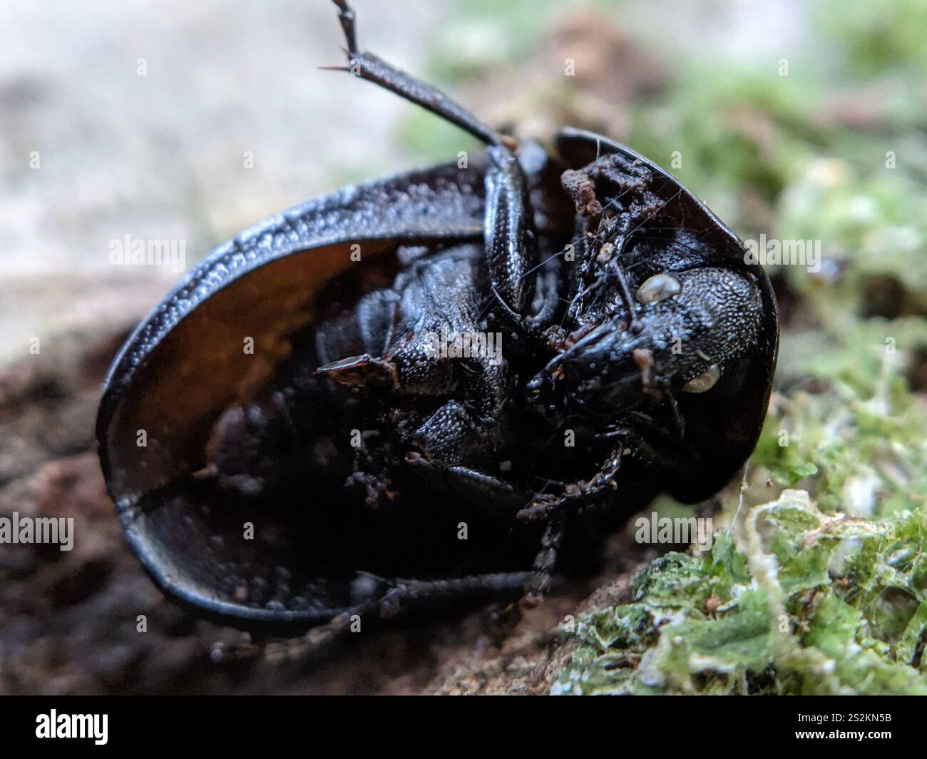 Black snail beetle (Phosphuga atrata Stock Photo - Alamy