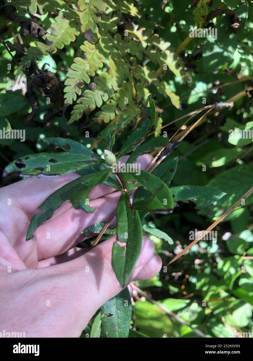 swamp azalea (Rhododendron viscosum Stock Photo - Alamy