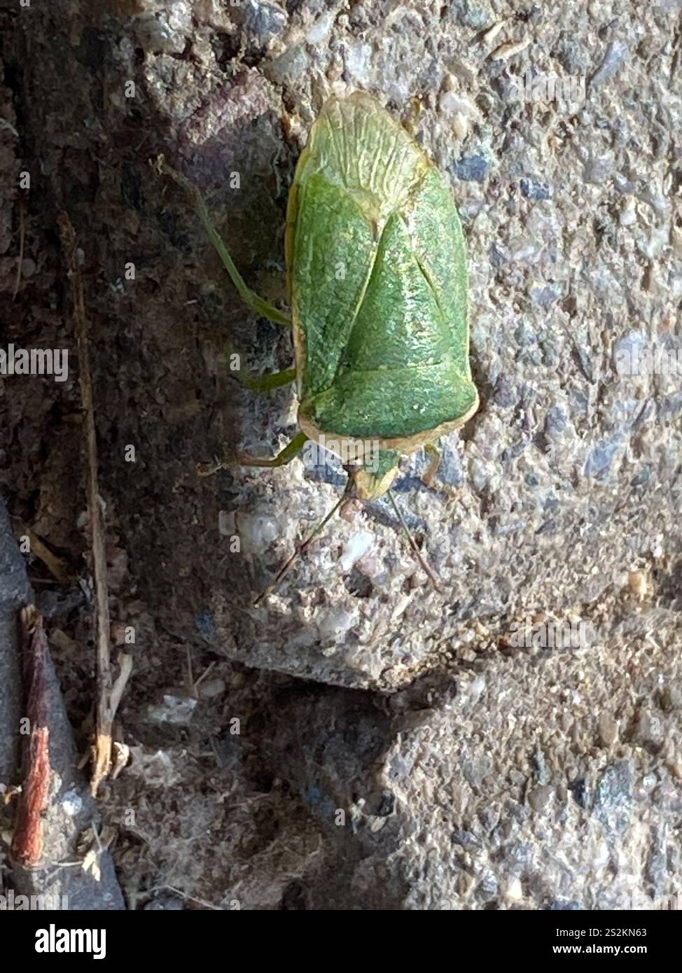 Southern Green Stink Bug (Nezara viridula Stock Photo - Alamy