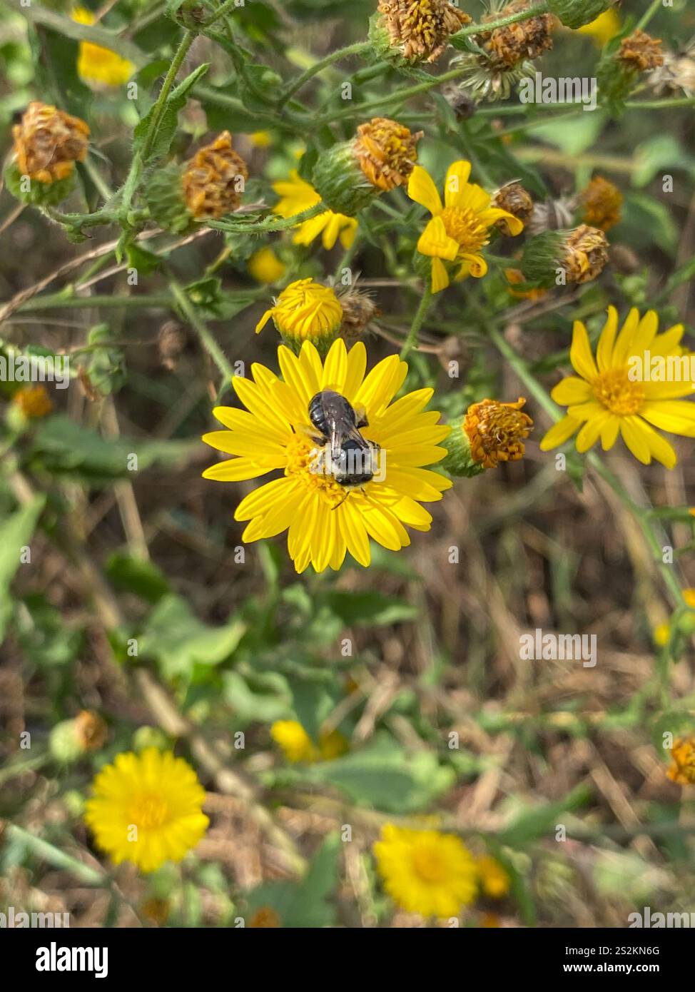 Longhorn Bees (Eucerini Stock Photo - Alamy