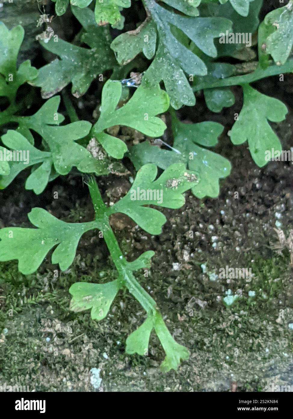 mountain spleenwort (Asplenium montanum Stock Photo - Alamy
