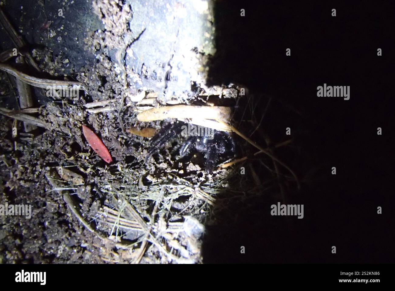 Blue Mountains Funnel-web Spider (Hadronyche versuta Stock Photo - Alamy