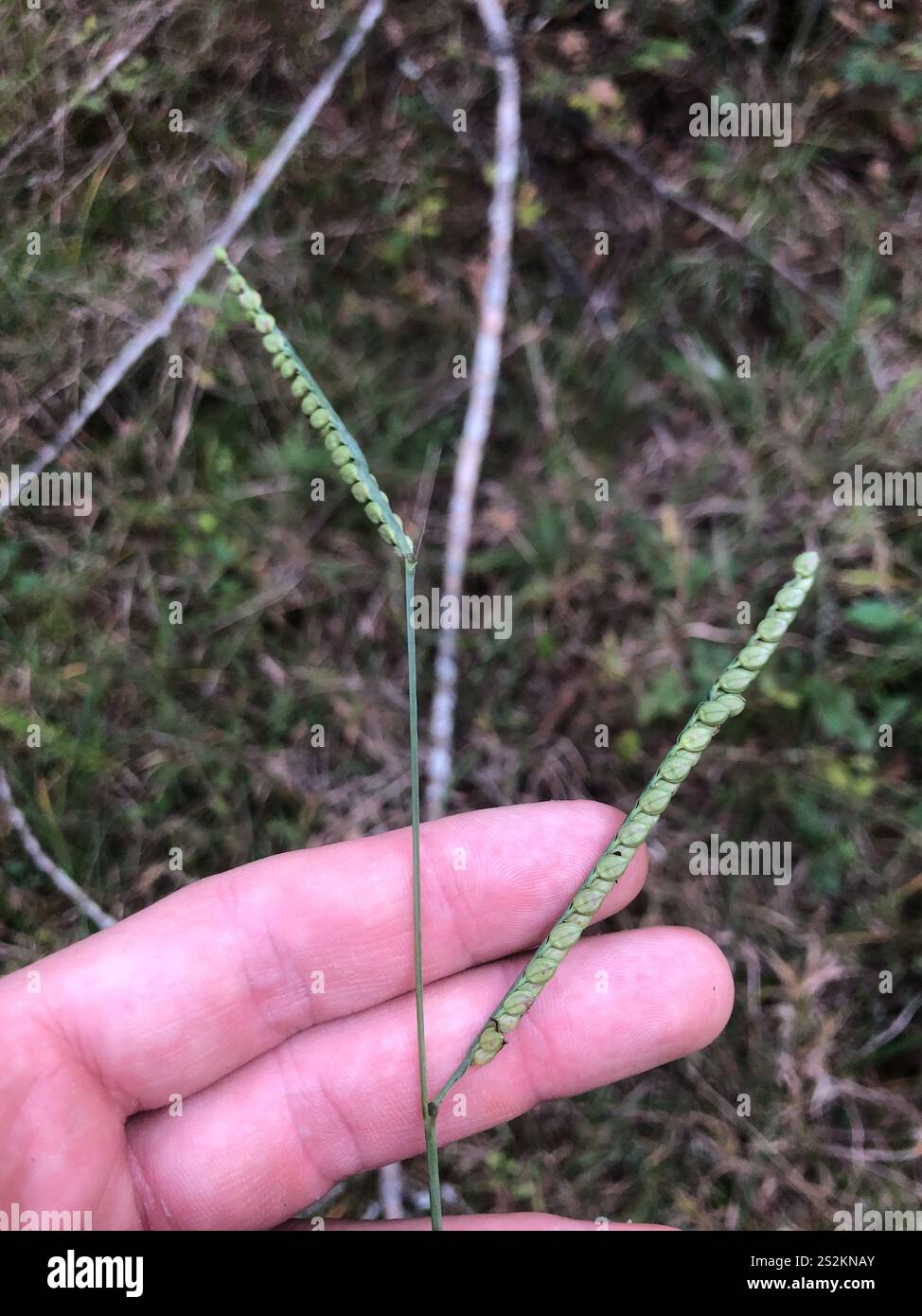Florida paspalum (Paspalum floridanum Stock Photo - Alamy