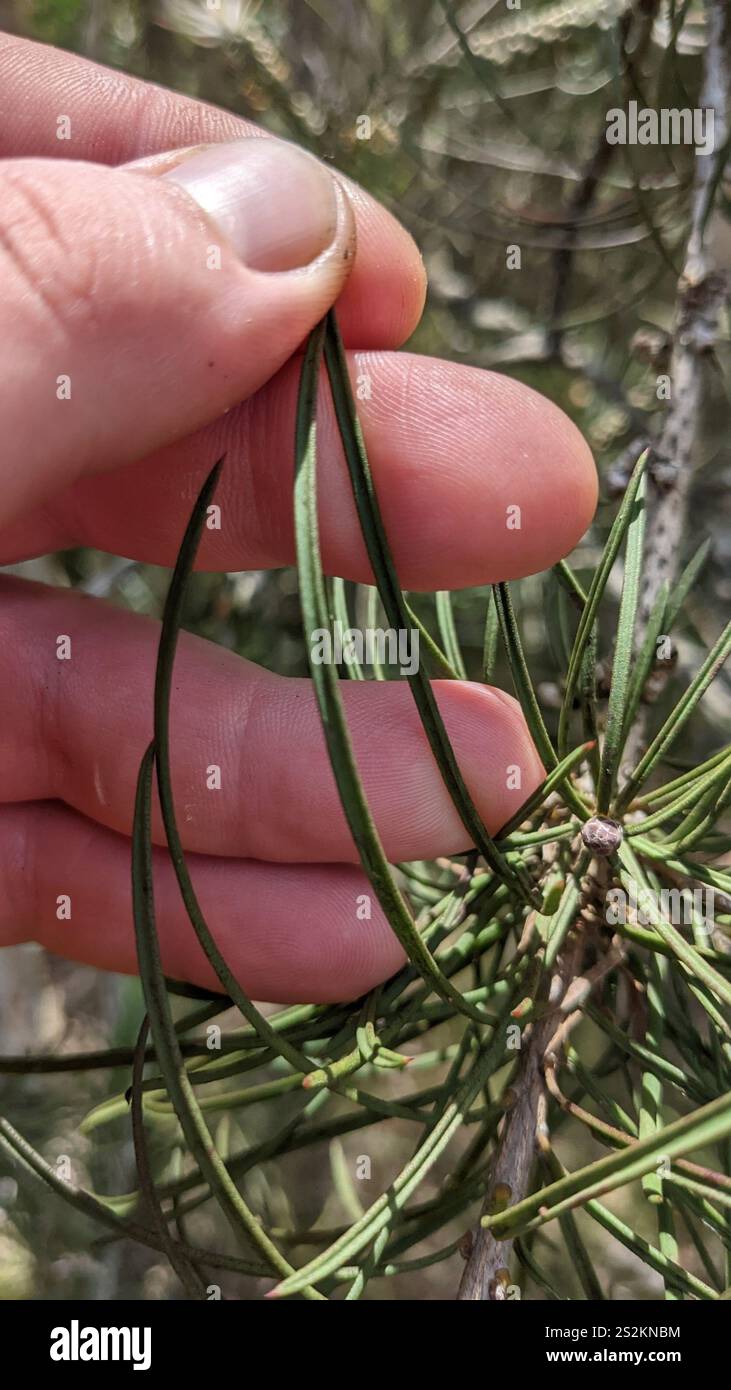 Narrow-leaved Bottlebrush (Melaleuca linearis Stock Photo - Alamy