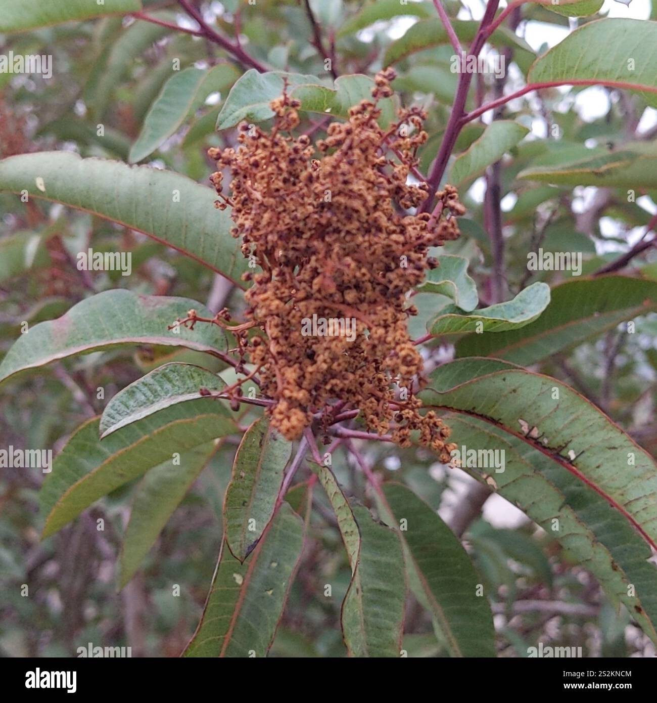 laurel sumac (Malosma laurina Stock Photo - Alamy