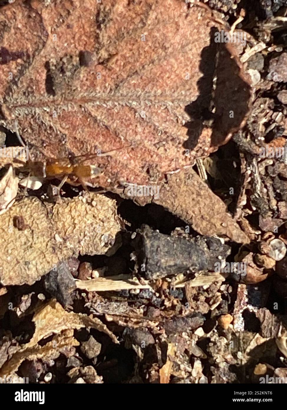 Yellow Pyramid Ant (Dorymyrmex flavus Stock Photo - Alamy