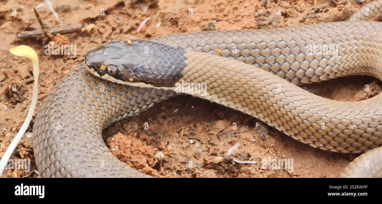 Curl Snake (Suta suta Stock Photo - Alamy