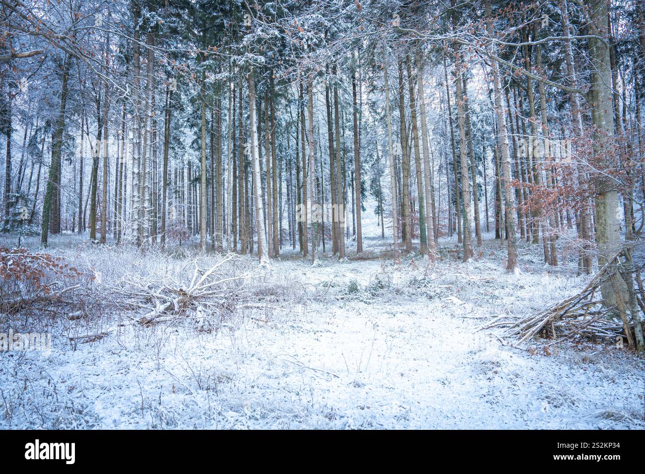 Snow-Covered Forest In Bavaria, Germany: A Serene Winter Scene With ...