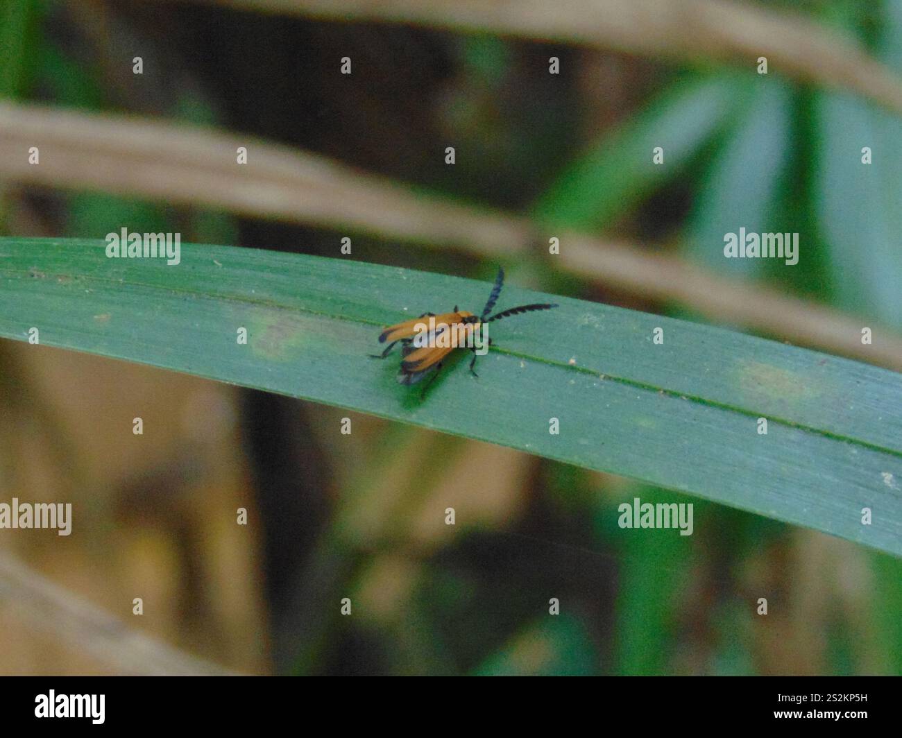 Net-winged Beetles (Lycidae Stock Photo - Alamy