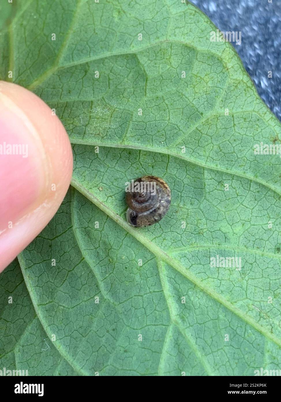 Strawberry Snail (Trochulus striolatus Stock Photo - Alamy
