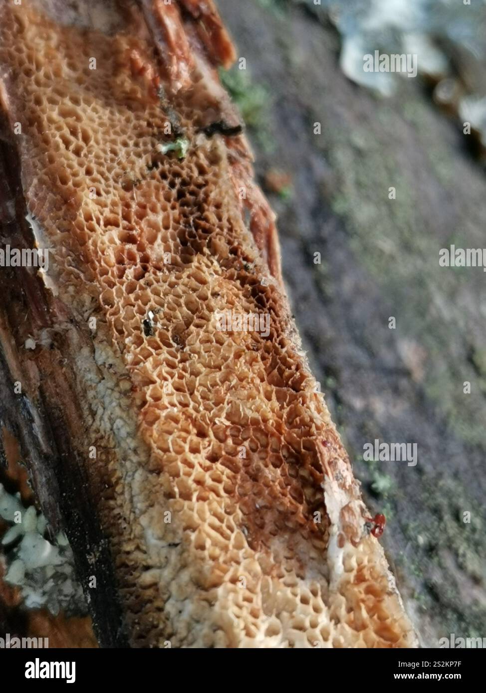 shelf fungi (Polyporales Stock Photo - Alamy