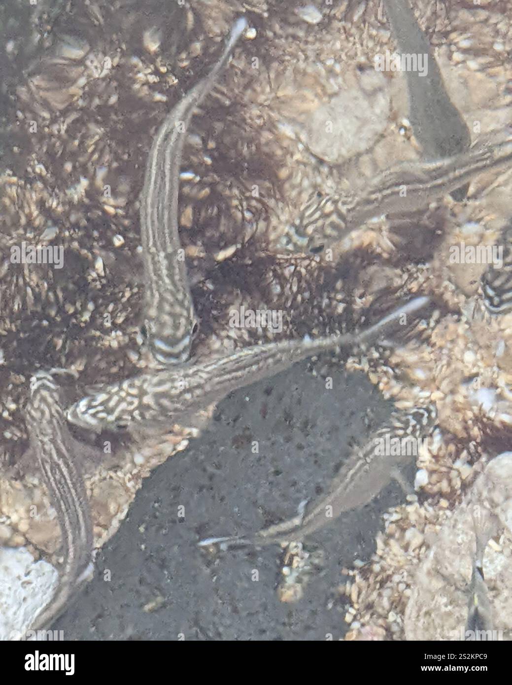 Reticulated Flagtail (Kuhlia sandvicensis Stock Photo - Alamy