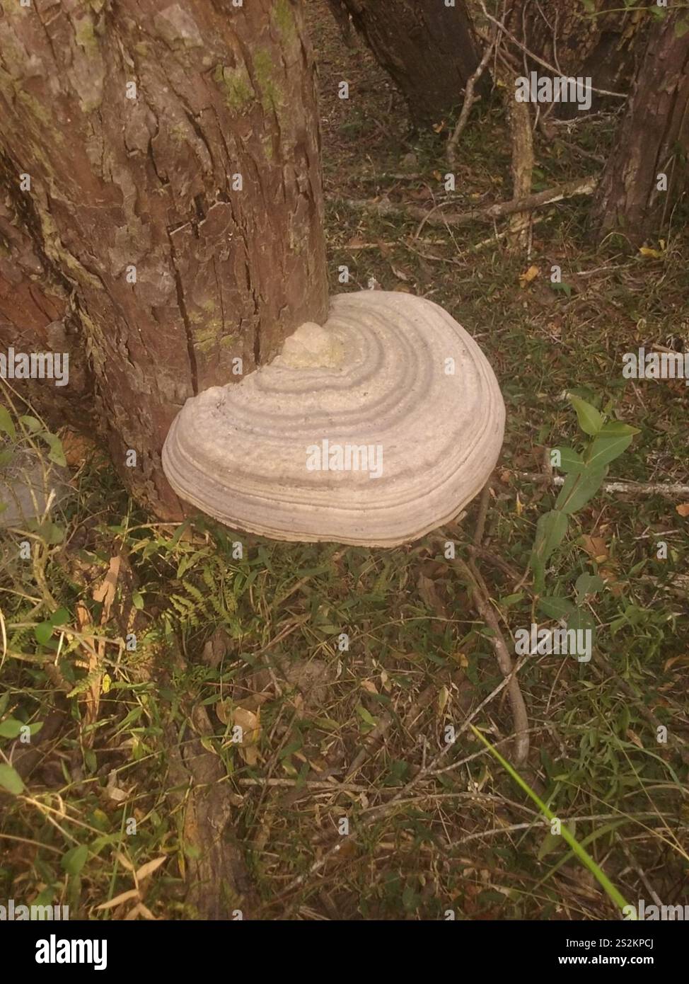 Southern Clam Shell (Fomes fasciatus Stock Photo - Alamy