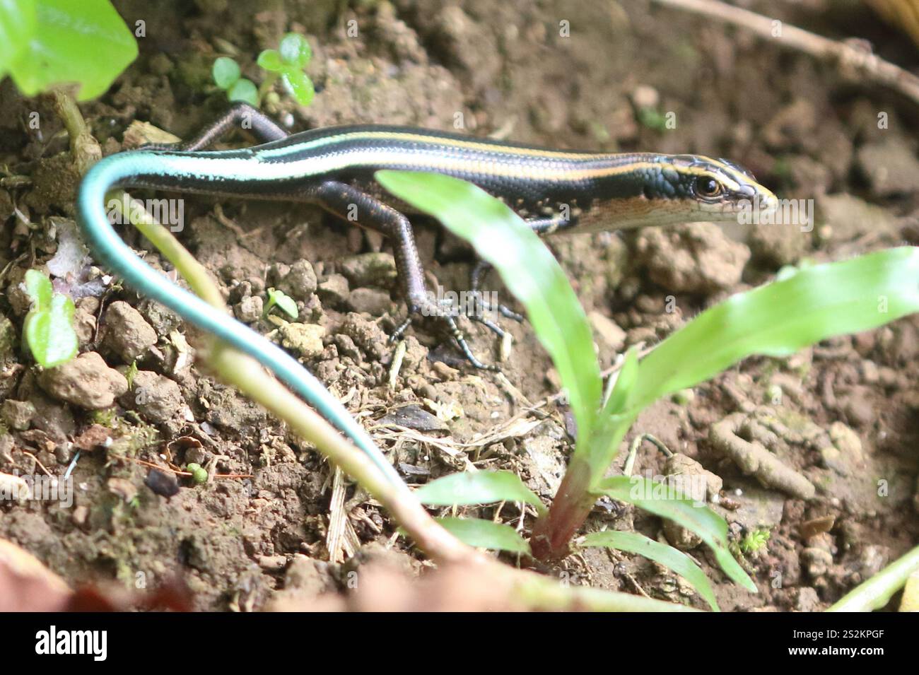 Pacific Bluetail Skink (Emoia caeruleocauda Stock Photo - Alamy
