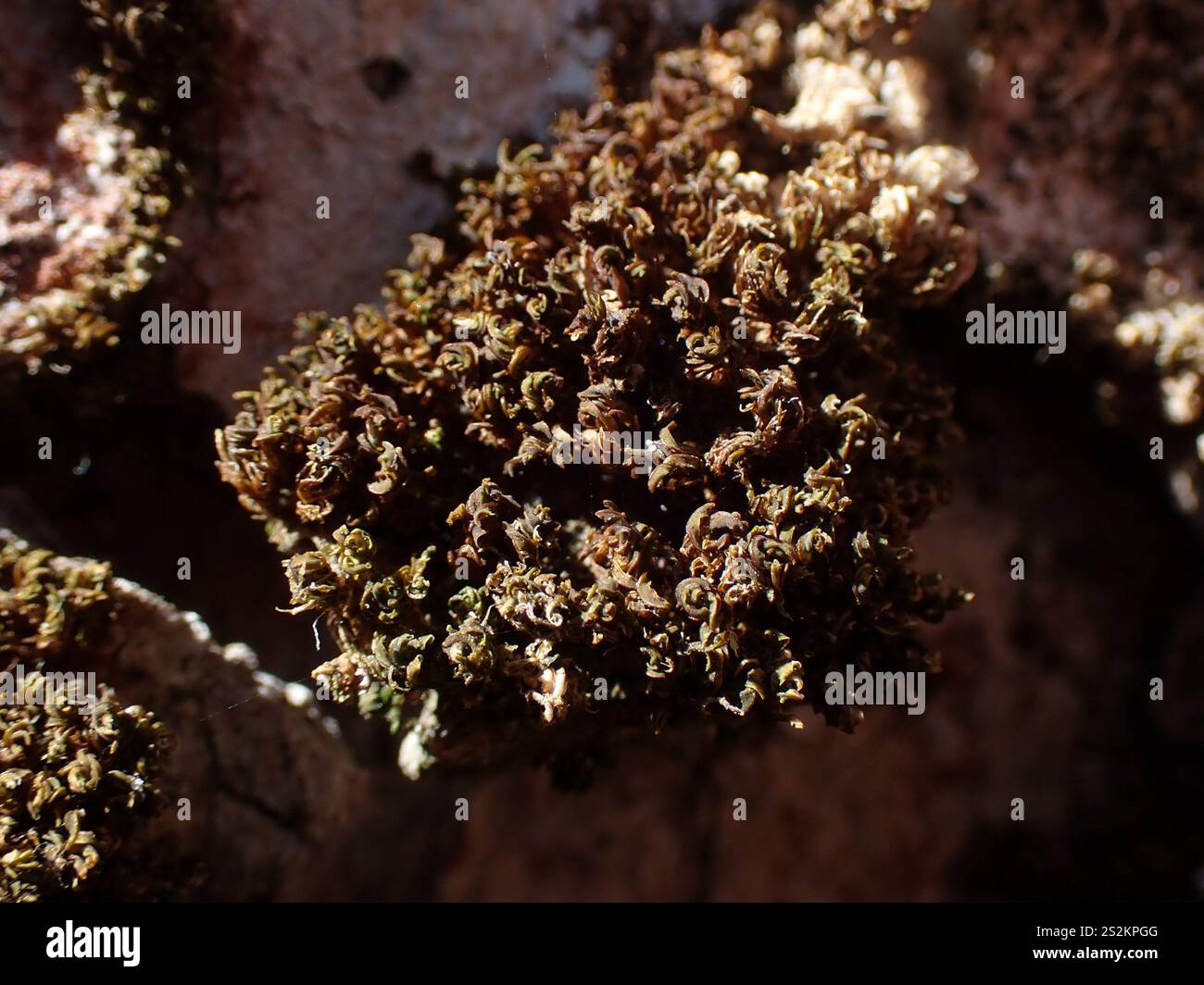 Water Screw-moss (Syntrichia latifolia Stock Photo - Alamy